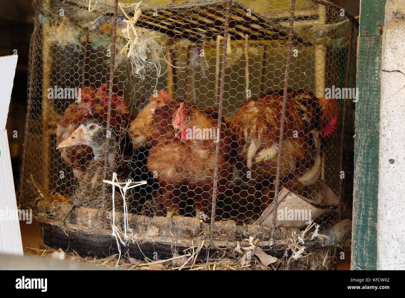 Chicken in Cage sell at Food Market Stock Photo - Alamy