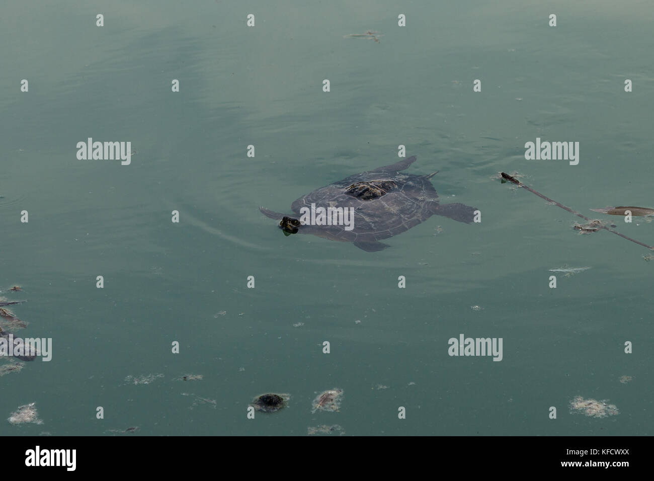 Tortoise head inside shell hi-res stock photography and images - Alamy