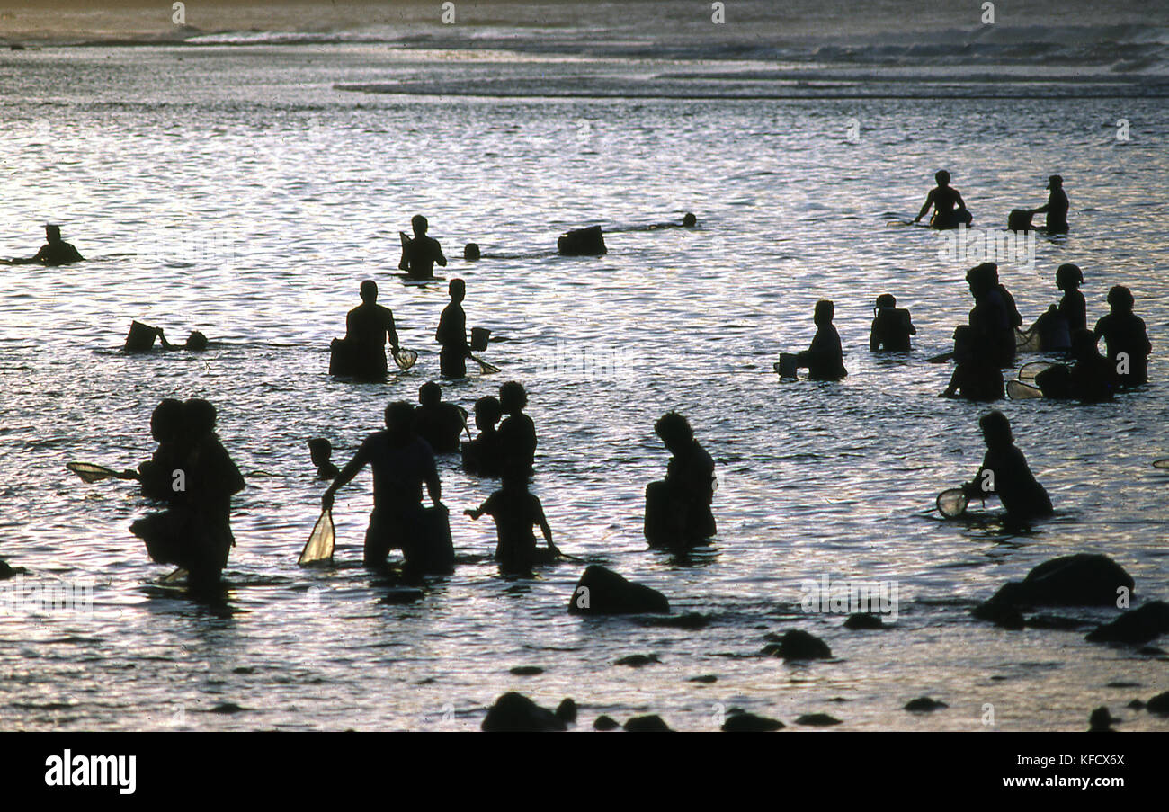 Palolo Worms High Resolution Stock Photography and Images - Alamy