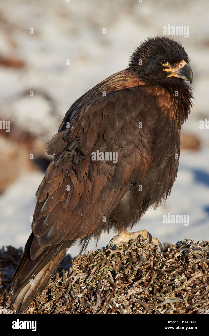 Johnny rook bird hi-res stock photography and images - Alamy