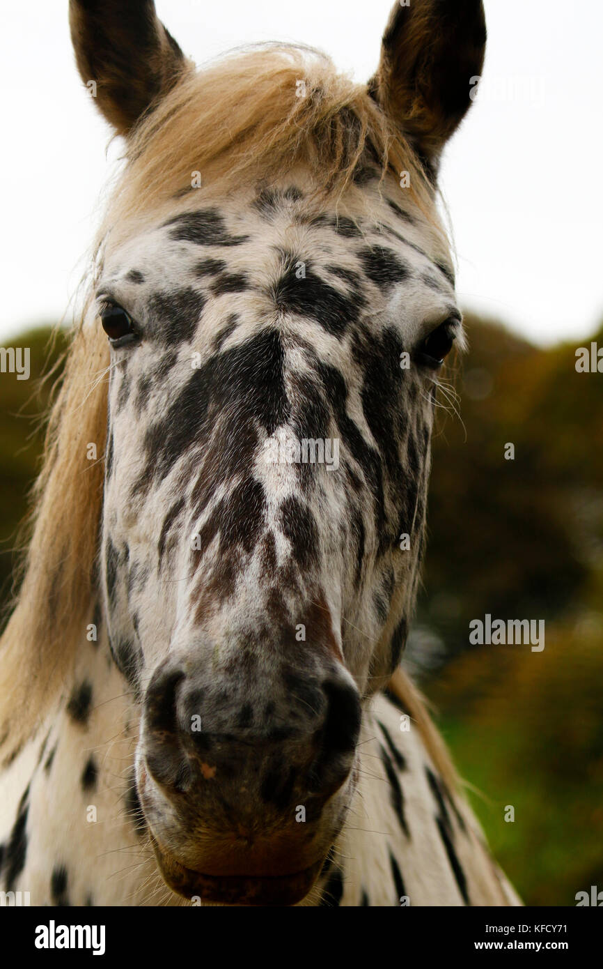 Pretty Appaloosa horse Stock Photo - Alamy