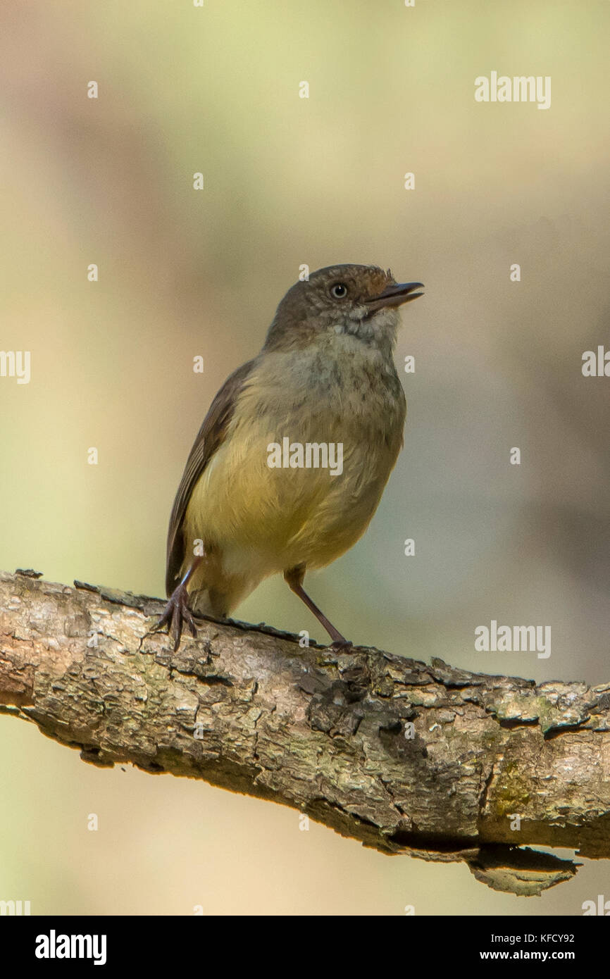 Buff-rumped Thornbill, Acanthiza reguloides near Wallan, Victoria ...