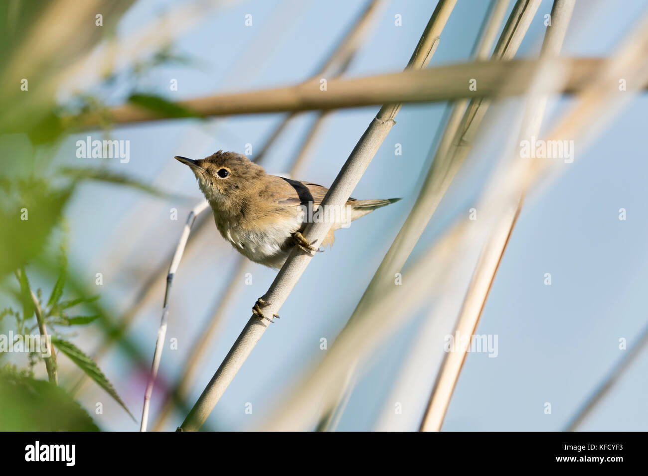 The Eurasian reed warbler, or just reed warbler (Acrocephalus ...