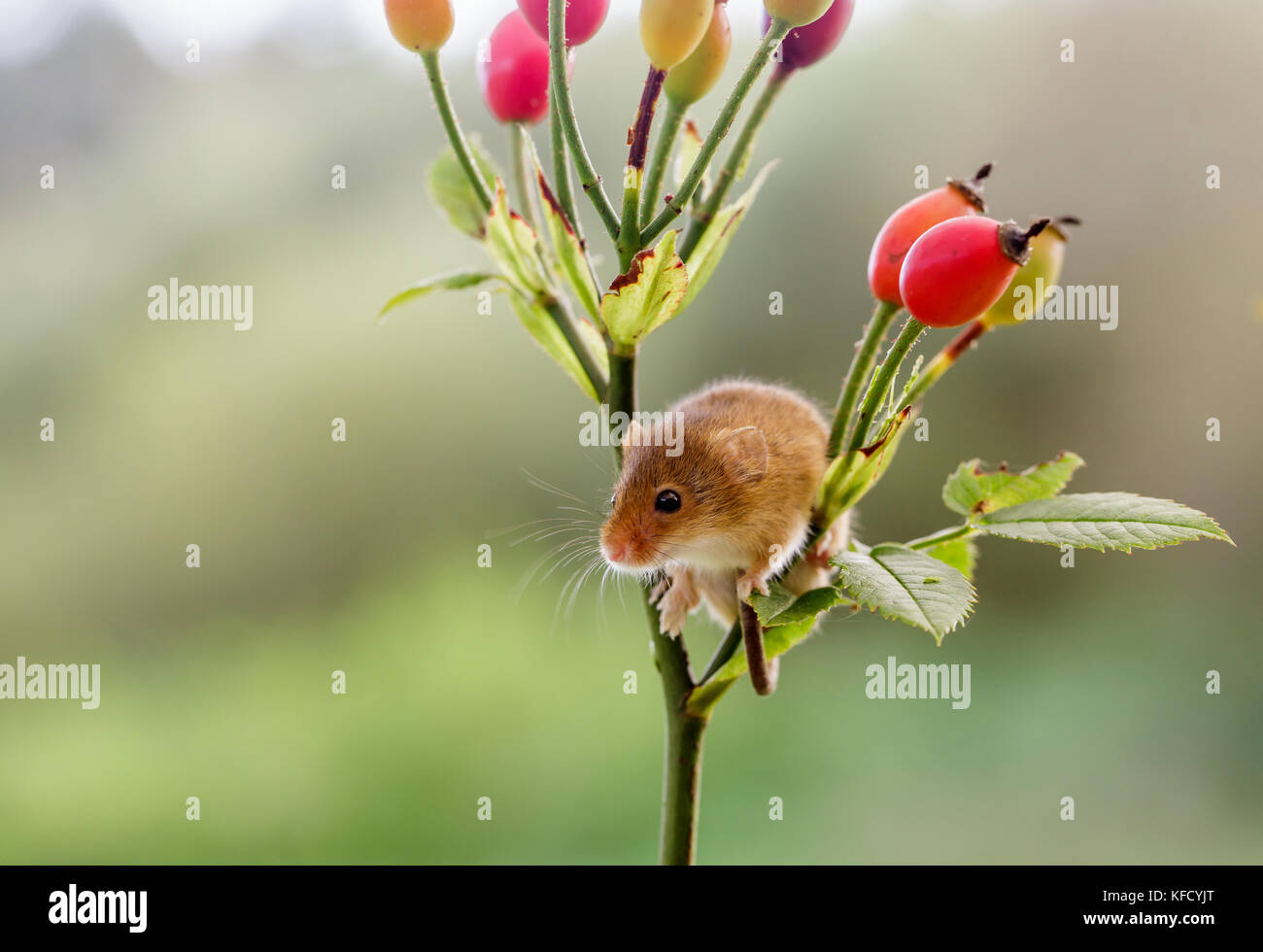 Eurasian harvest mouse on a wild rose plant Stock Photo - Alamy