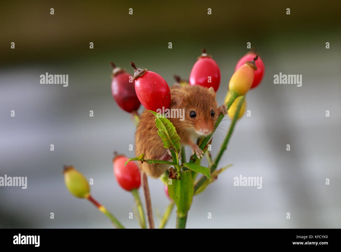 Harvest mouse dorset hi-res stock photography and images - Alamy