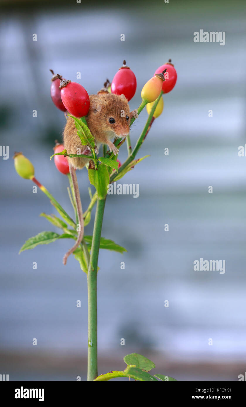 Eurasian harvest hi-res stock photography and images - Alamy