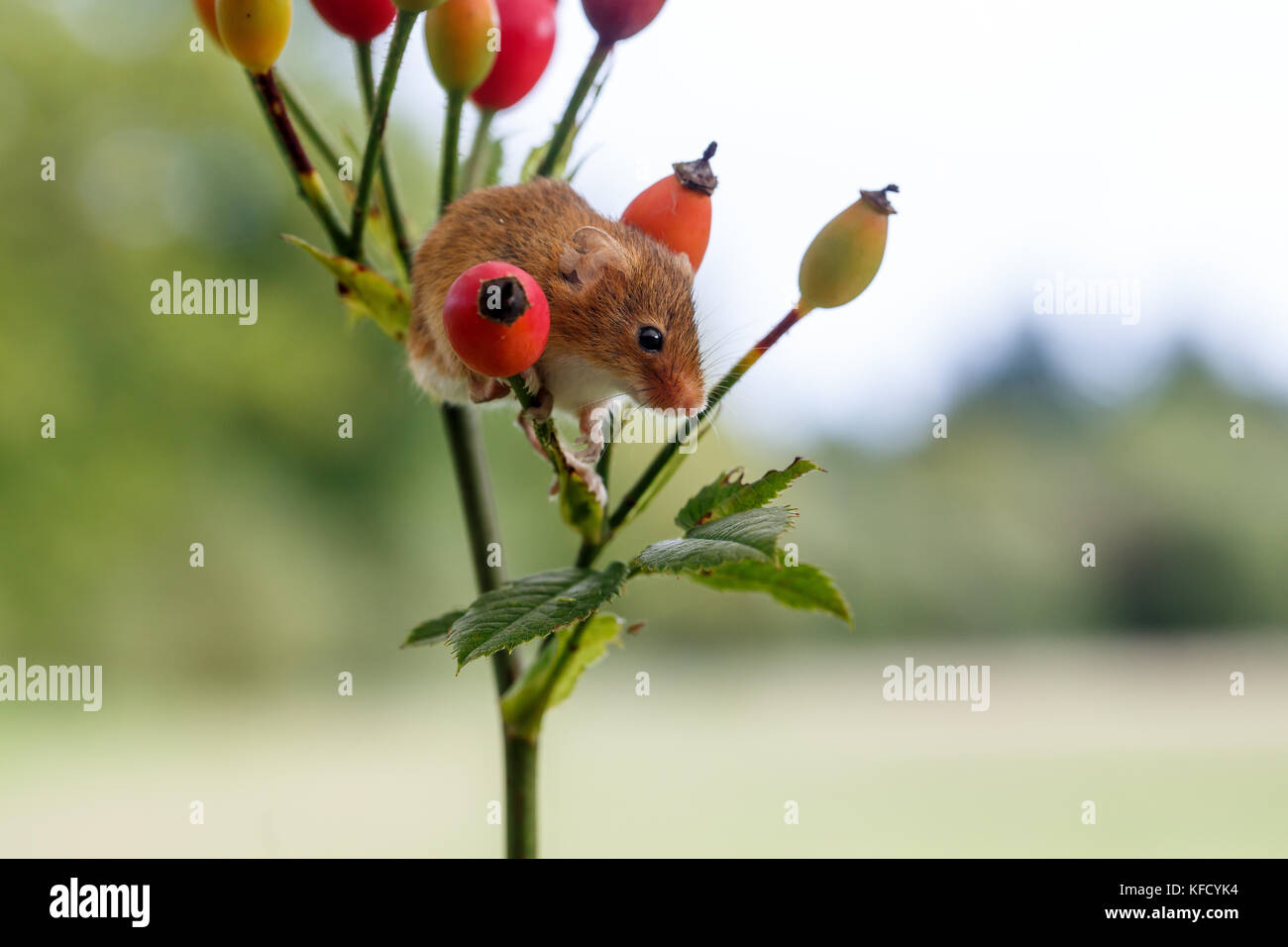 Harvest mice dorset hi-res stock photography and images - Alamy
