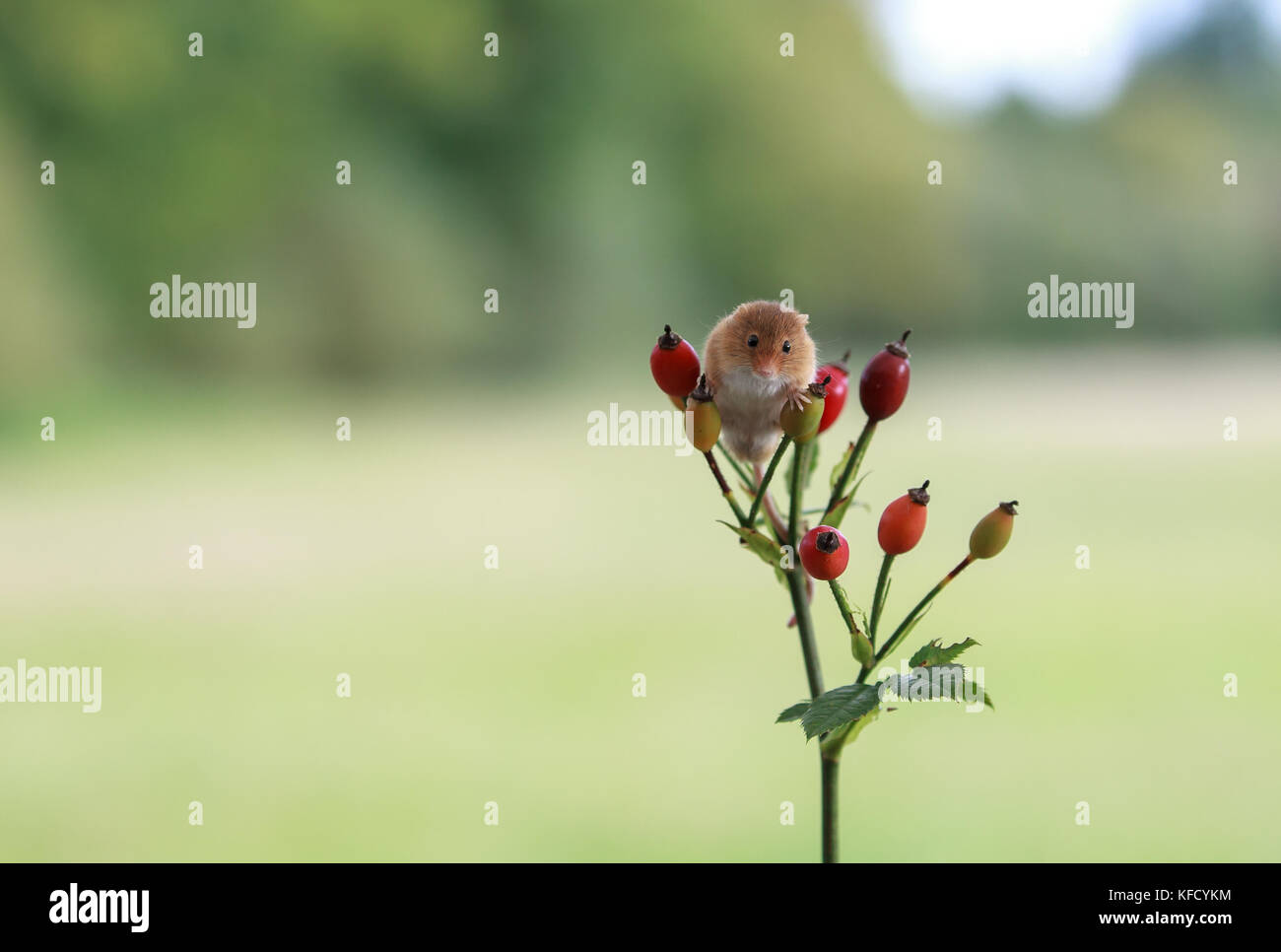Eurasian harvest mouse on a wild rose plant Stock Photo - Alamy