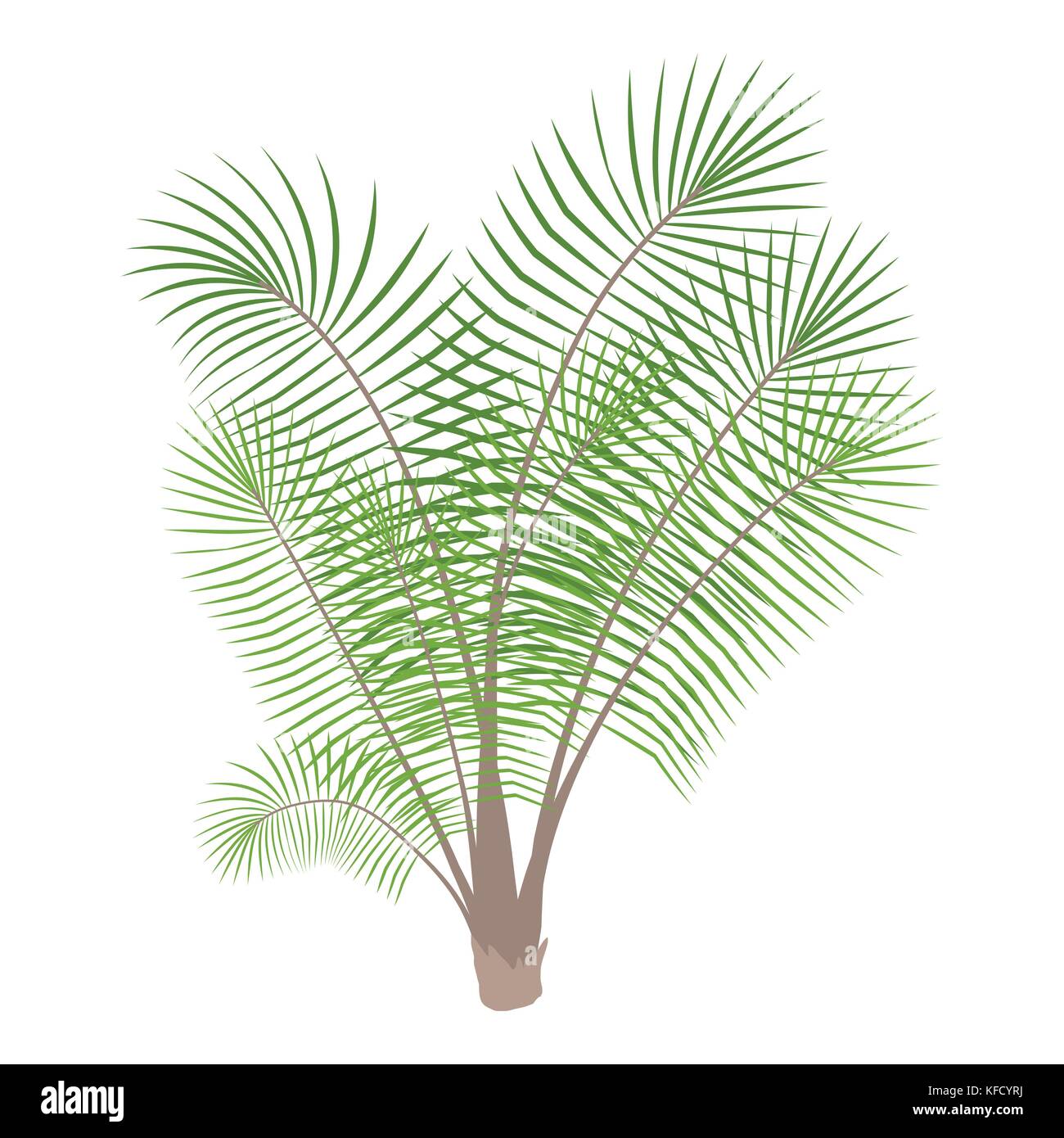 Bamboo palm icon, cartoon style Stock Vector Image & Art - Alamy