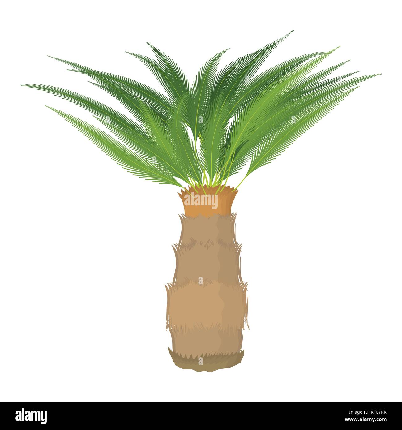 Cycas palm icon, cartoon style Stock Vector Image & Art - Alamy