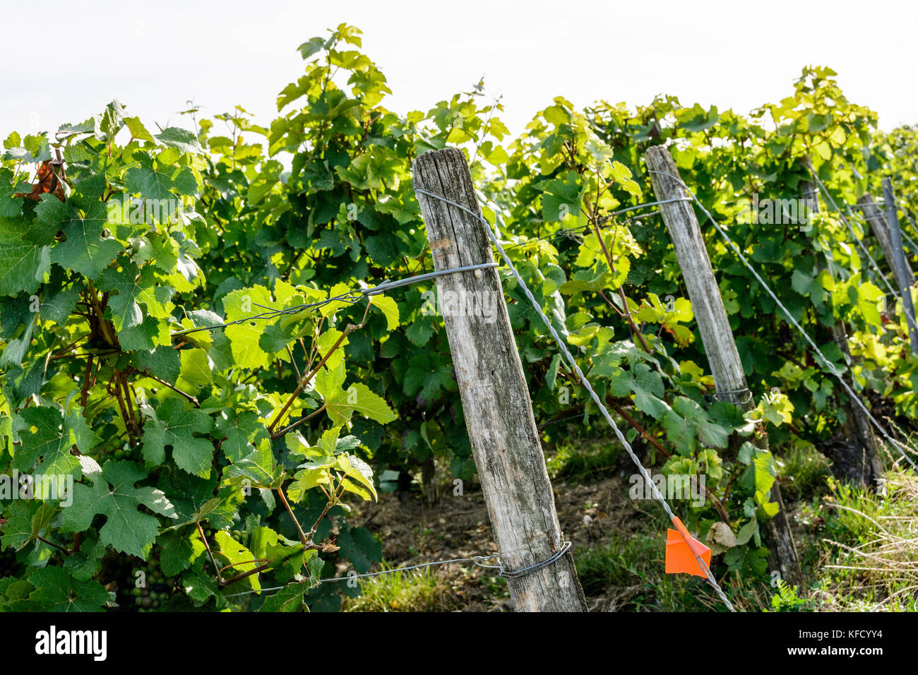 Close-up view of the wooden end posts planted on either side of ...