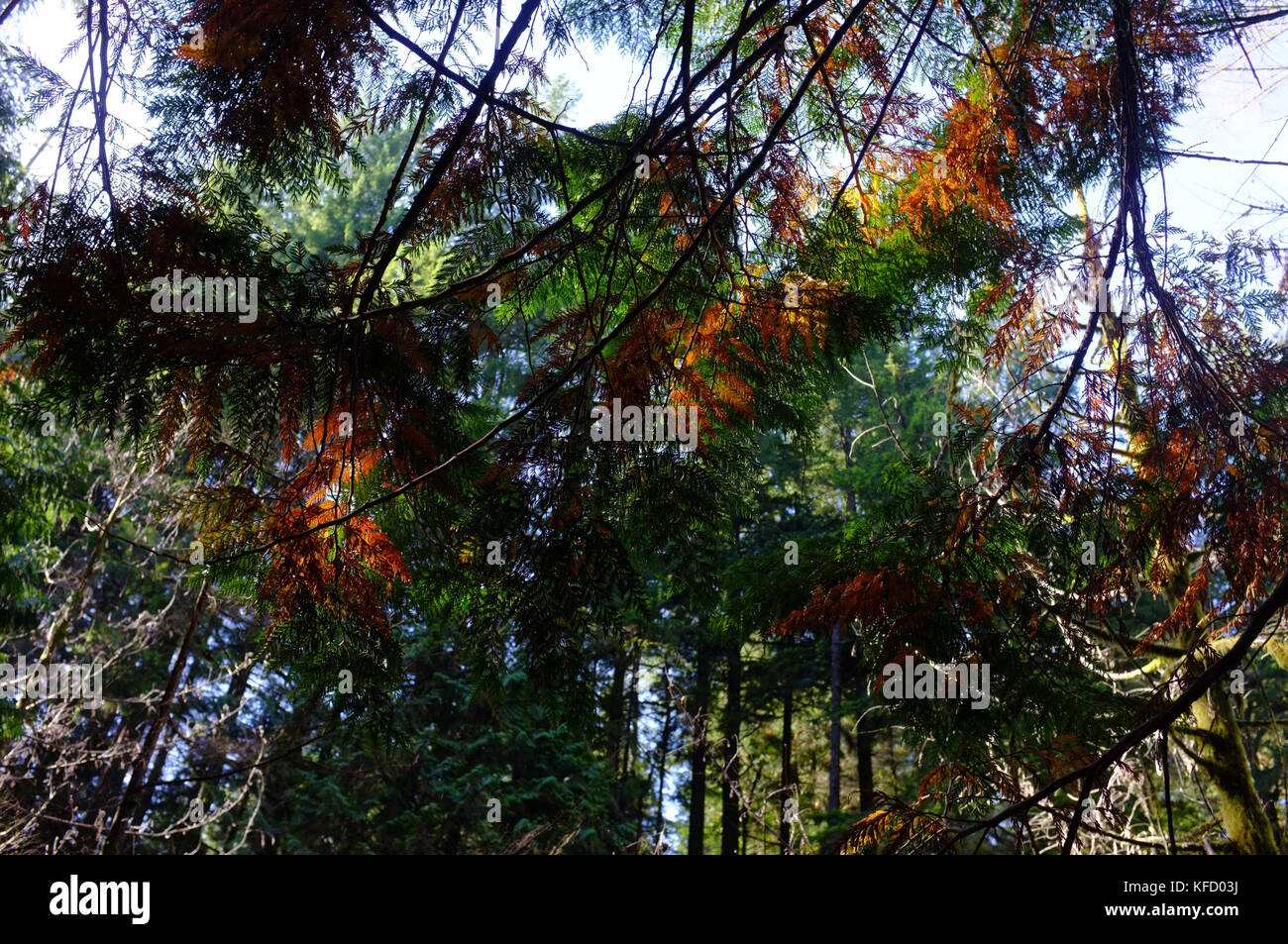 The tree canopy in the Lynn valley nature reserve in Vancouver Stock ...