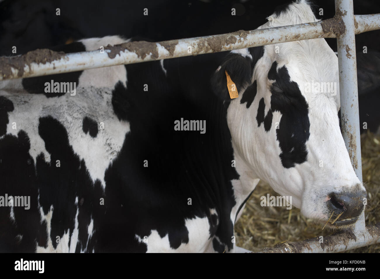 Cow in a shed hi-res stock photography and images - Alamy
