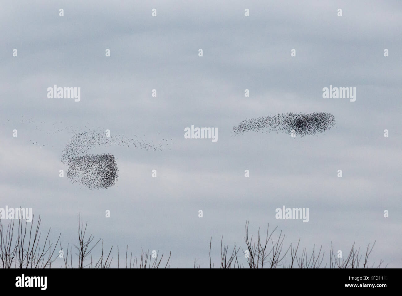 Beautiful bird shapes hi-res stock photography and images - Alamy