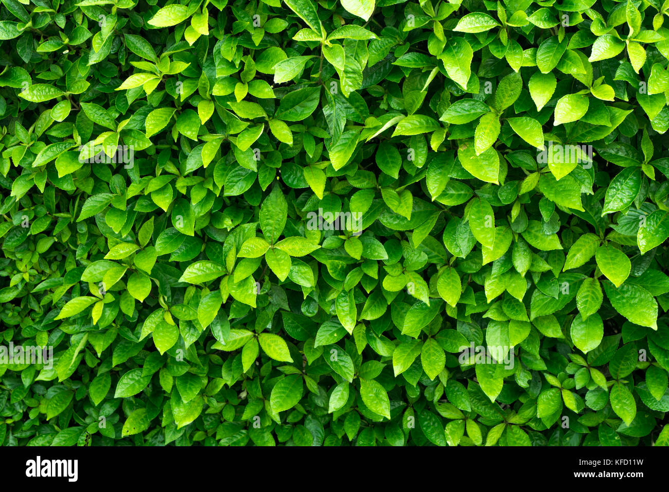 Green leave background. Evergreen shrub Stock Photo - Alamy