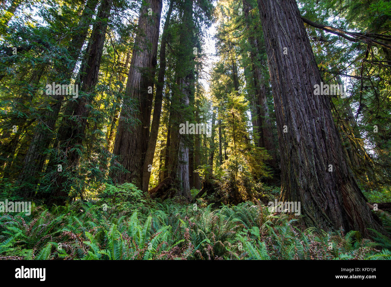 Giant redwood trees in the Redwoods National and State parks ...