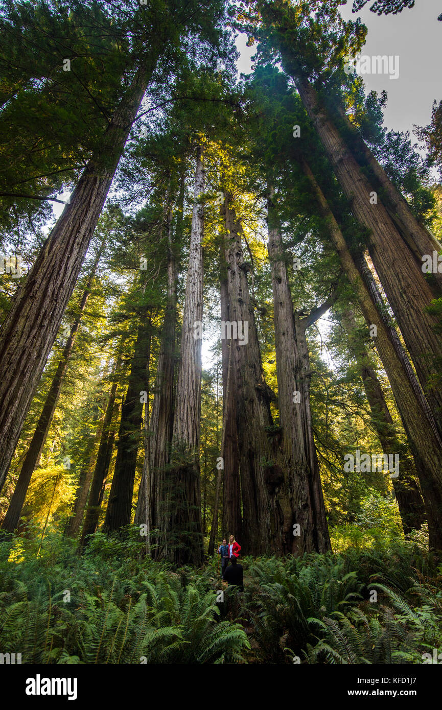 Giant redwood trees in the Redwoods National and State parks ...