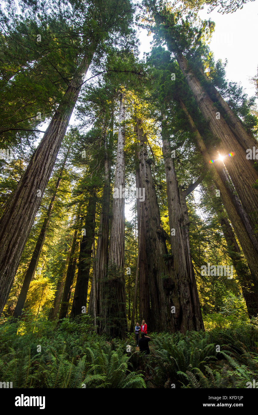 Giant redwood trees in the Redwoods National and State parks ...