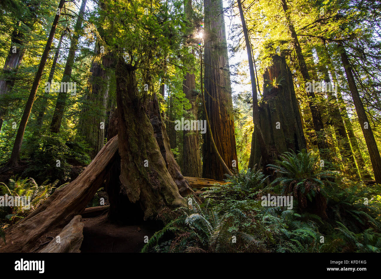 Giant redwood trees in the Redwoods National and State parks ...