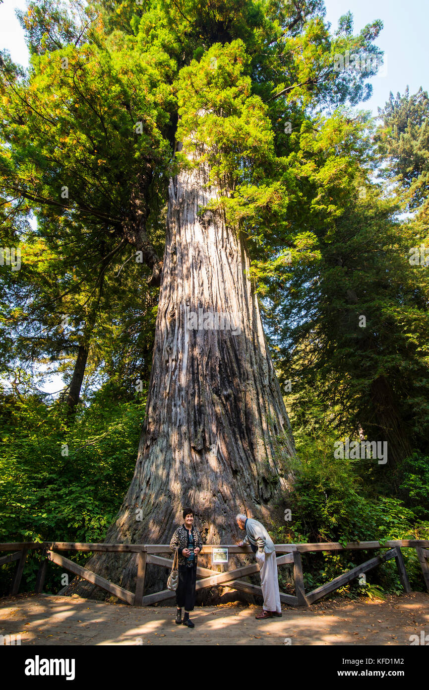 Giant redwood trees in the redwoods national and state parks hi-res ...