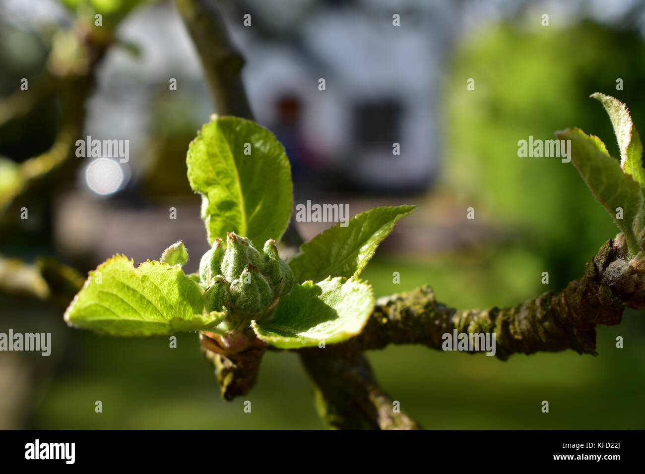 Apple tree fruit bud hi-res stock photography and images - Alamy