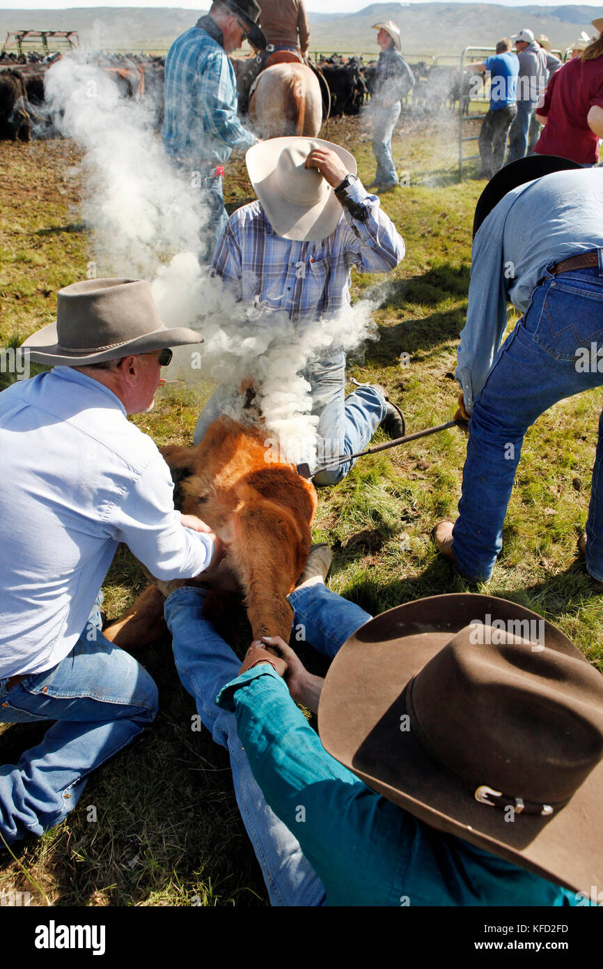 USA, Wyoming, Encampment, cowboys brand cattle at Big Creek Ranch Stock ...
