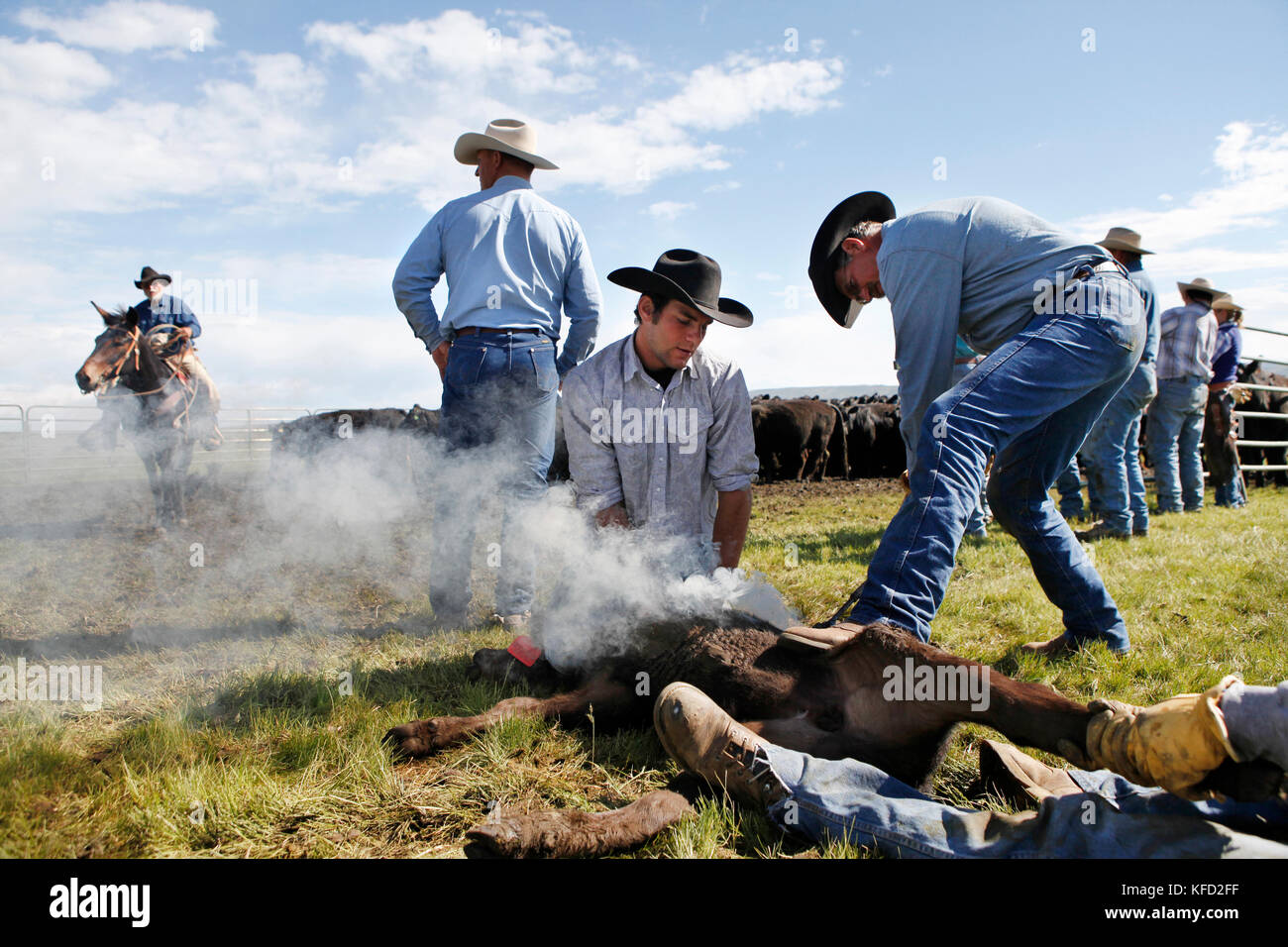 USA, Wyoming, Encampment, cowboys brand cattle at Big Creek Ranch Stock ...