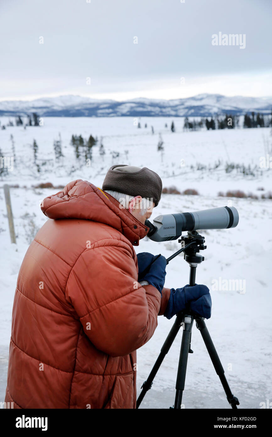 USA, Wyoming, Yellowstone National Park, wolf-watcher watches a wolf ...