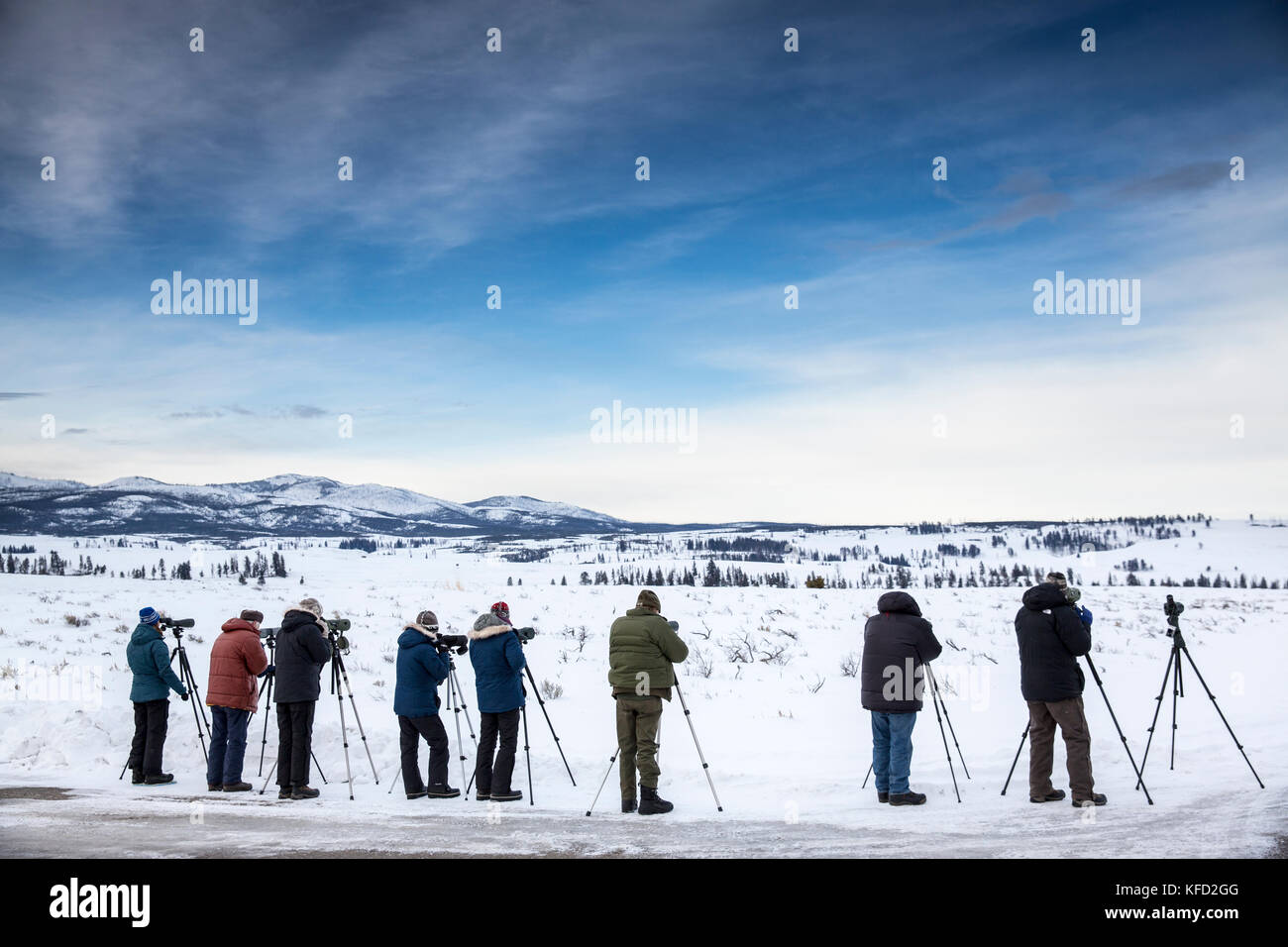 USA, Wyoming, Yellowstone National Park, wolf-watchers line up on the ...