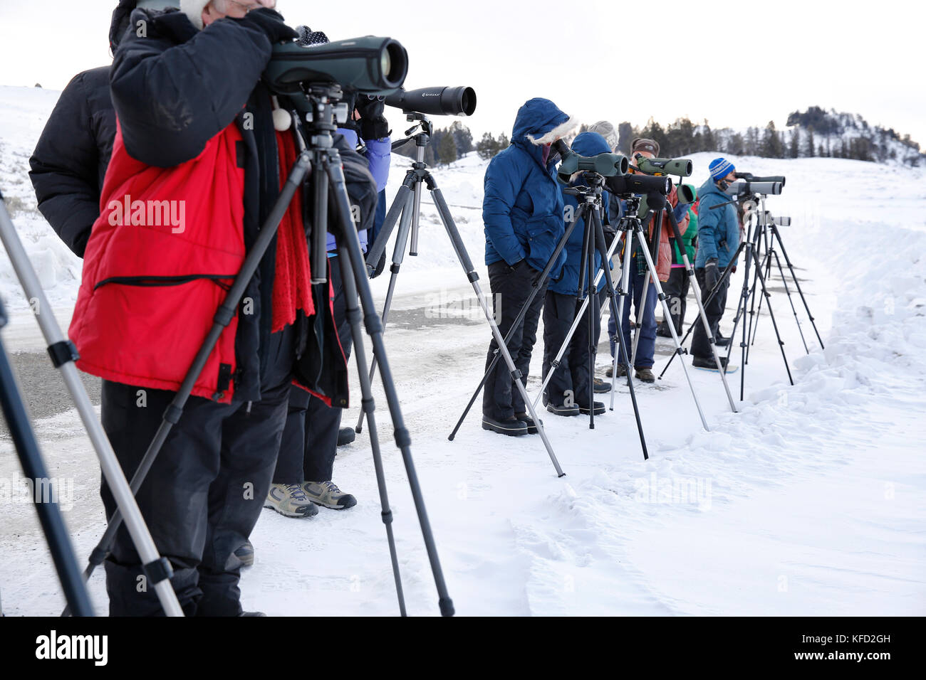 Wolf watchers yellowstone hi-res stock photography and images - Alamy