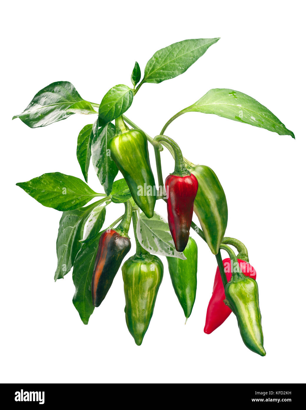 Fish chile pepper (Capsicum annuum), plant with pods. Clipping path ...