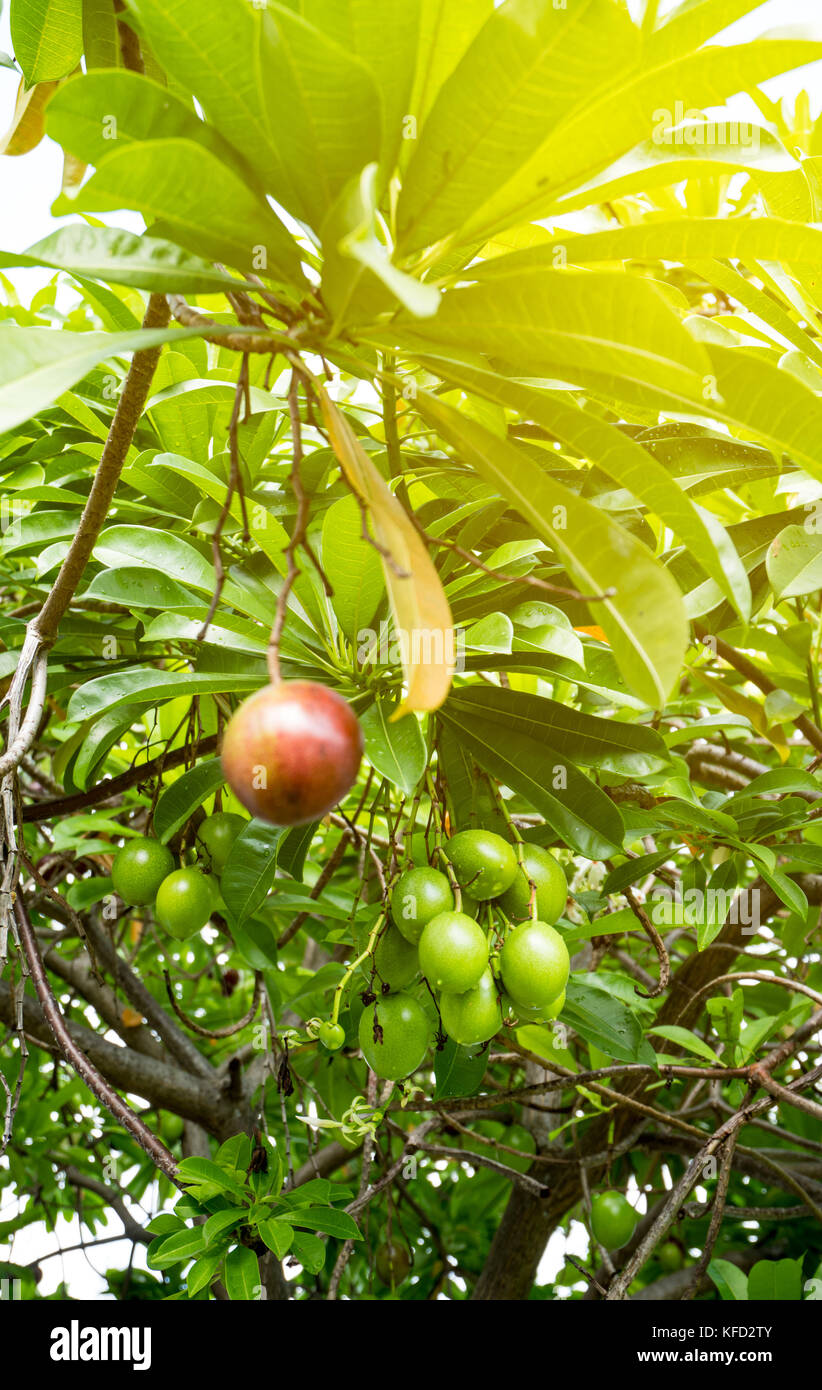 Cerbera odollam (Suicide tree, Pong-pong, Othalanga) tree with ...