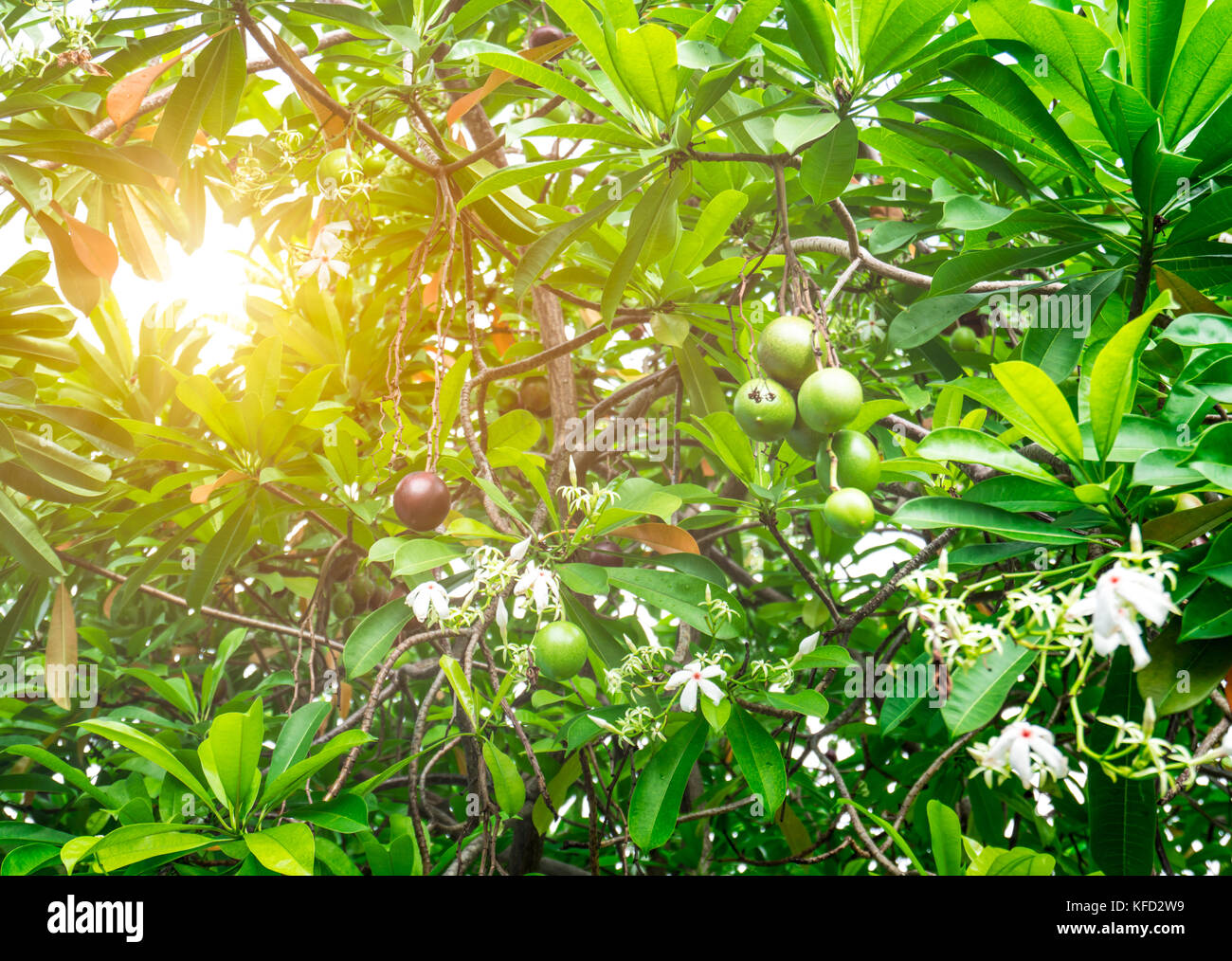 Cerbera odollam (Suicide tree, Pong-pong, Othalanga) tree with flare ...