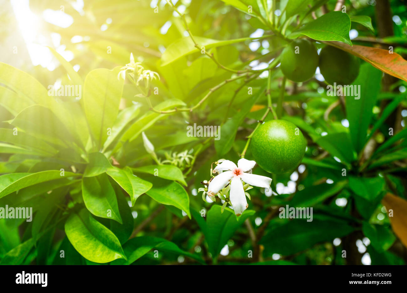 Cerbera odollam (Suicide tree, Pong-pong, Othalanga) tree with ...
