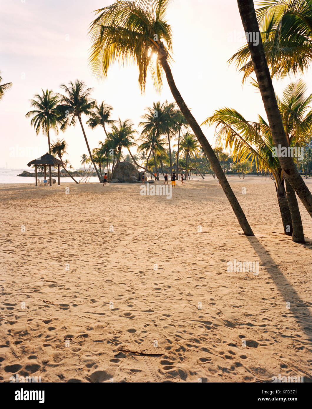 SINGAPORE, Asia, view of palm trees on Sentosa Island Stock Photo - Alamy