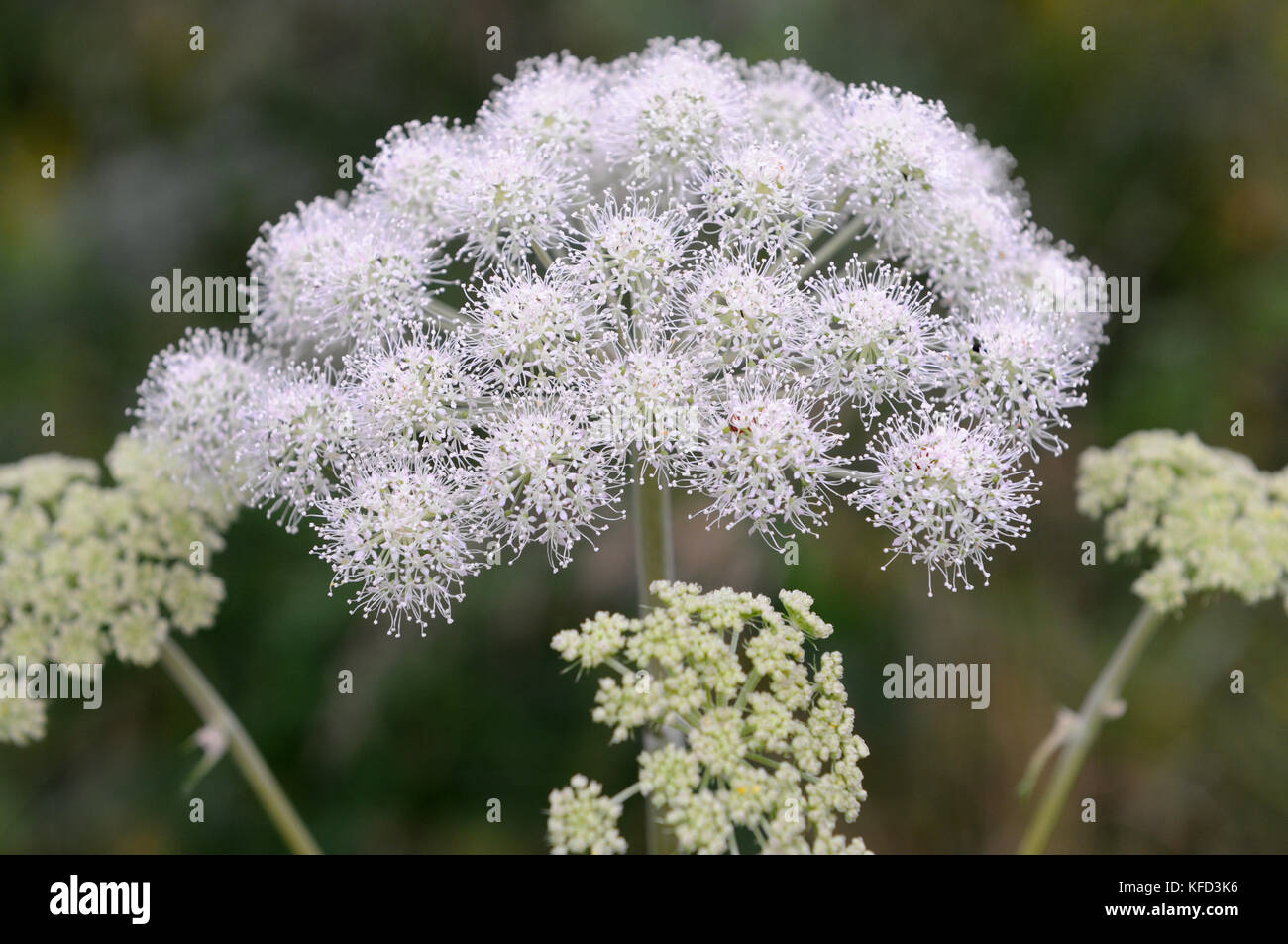 Woodland angelica hi-res stock photography and images - Alamy