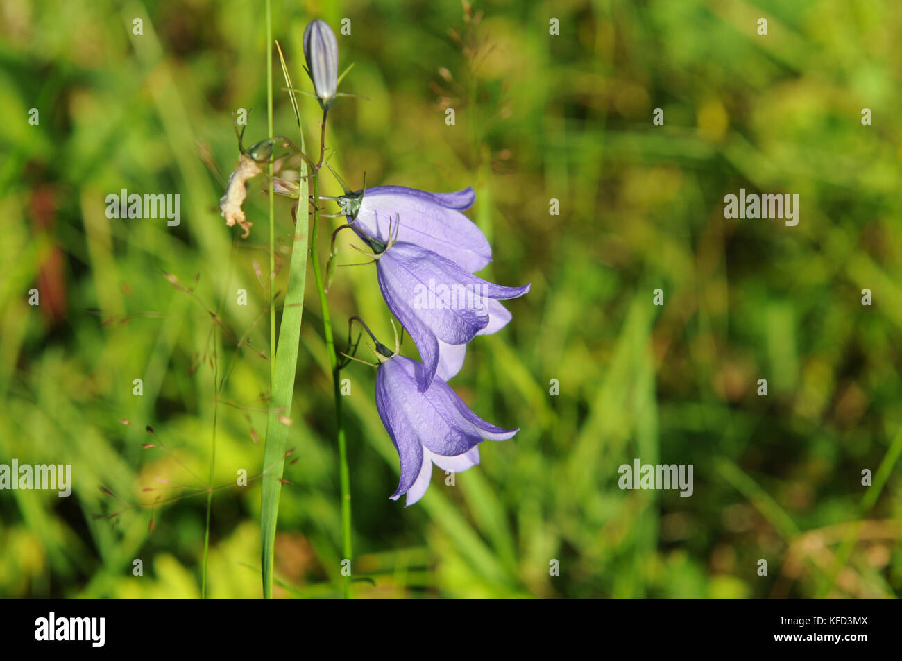 Harebell flower with diffuse background Stock Photo - Alamy