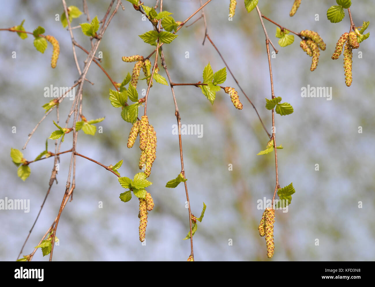 Catkins of silver birch Stock Photo - Alamy