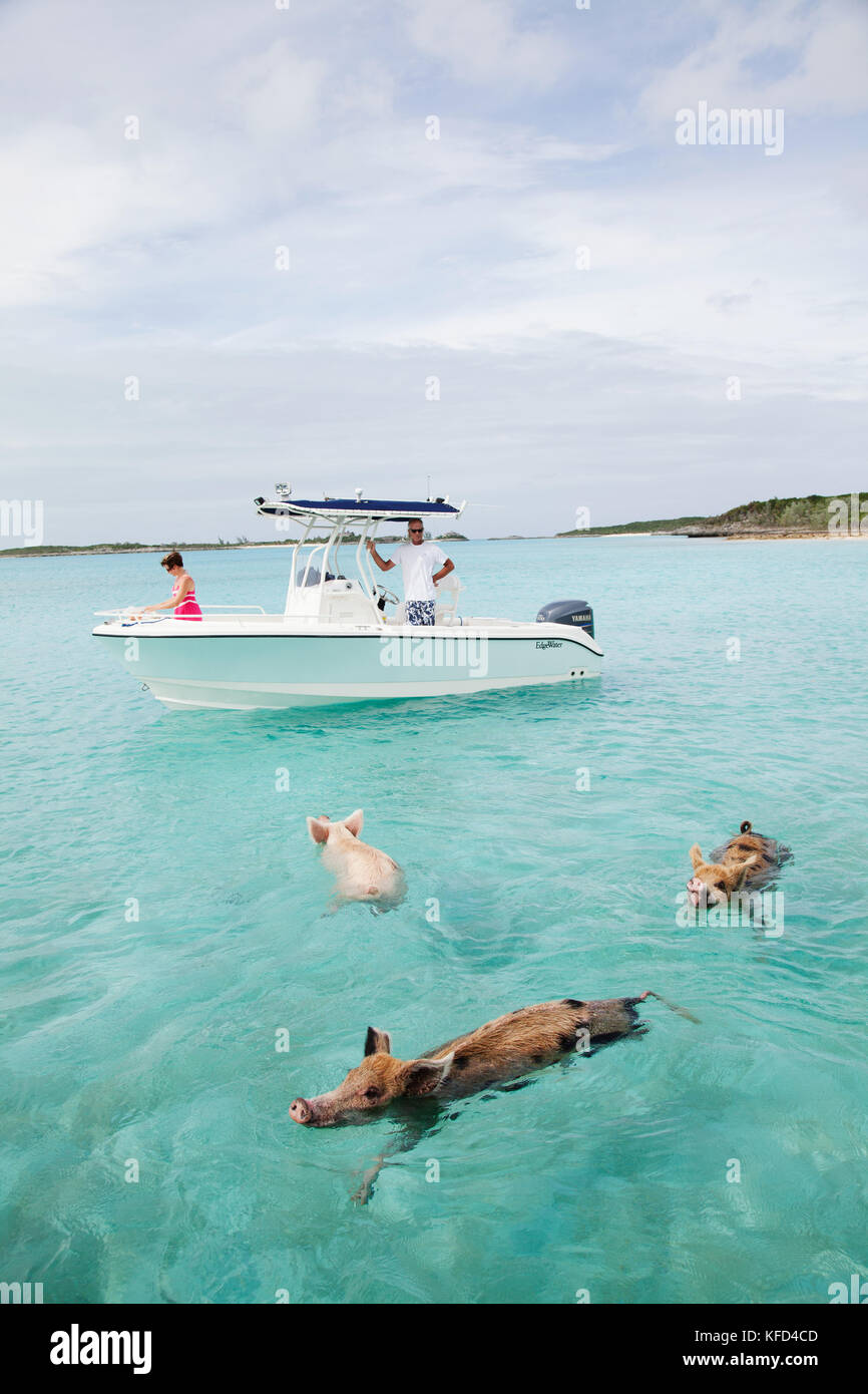 Swimming pigs bahamas hi-res stock photography and images - Alamy