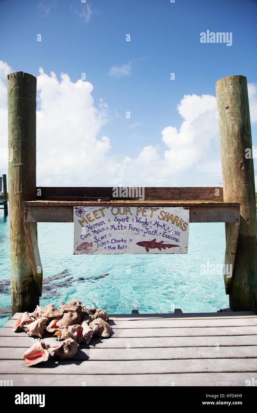 EXUMA, Bahamas. Swimming with docile nurse sharks at the Compass Cay ...