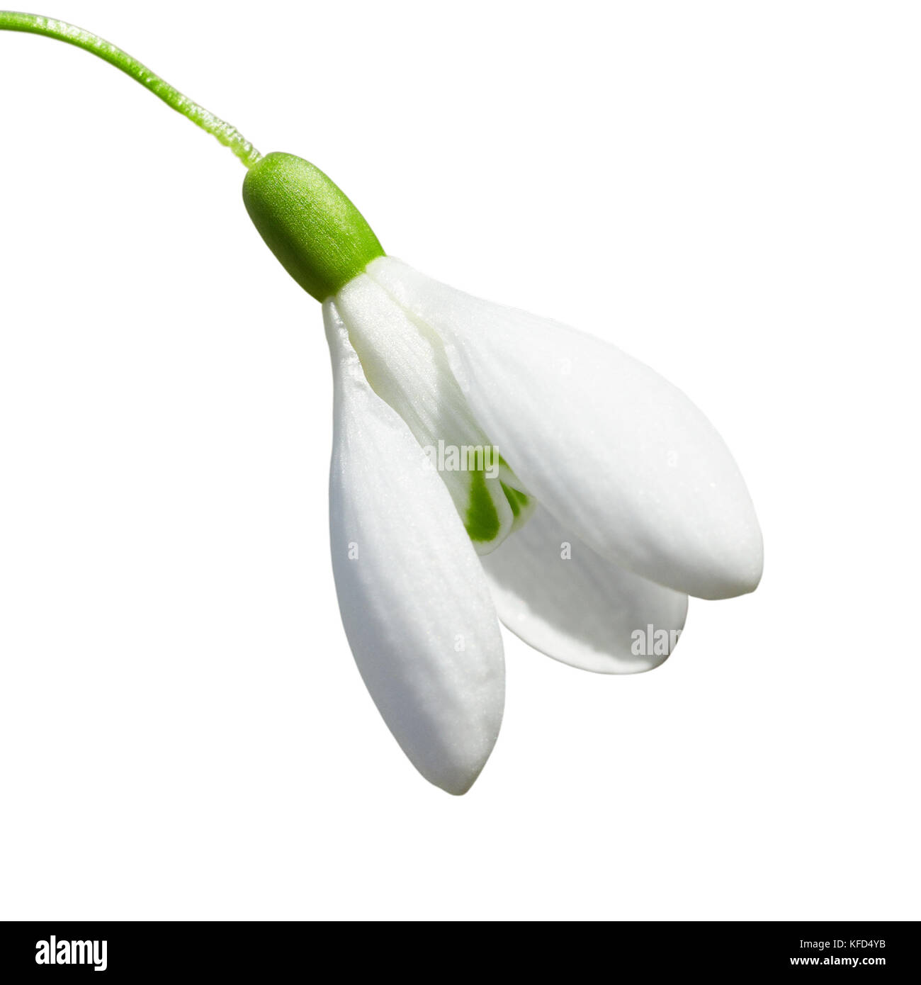 Beautiful snowdrop flower isolated on white surface Stock Photo - Alamy