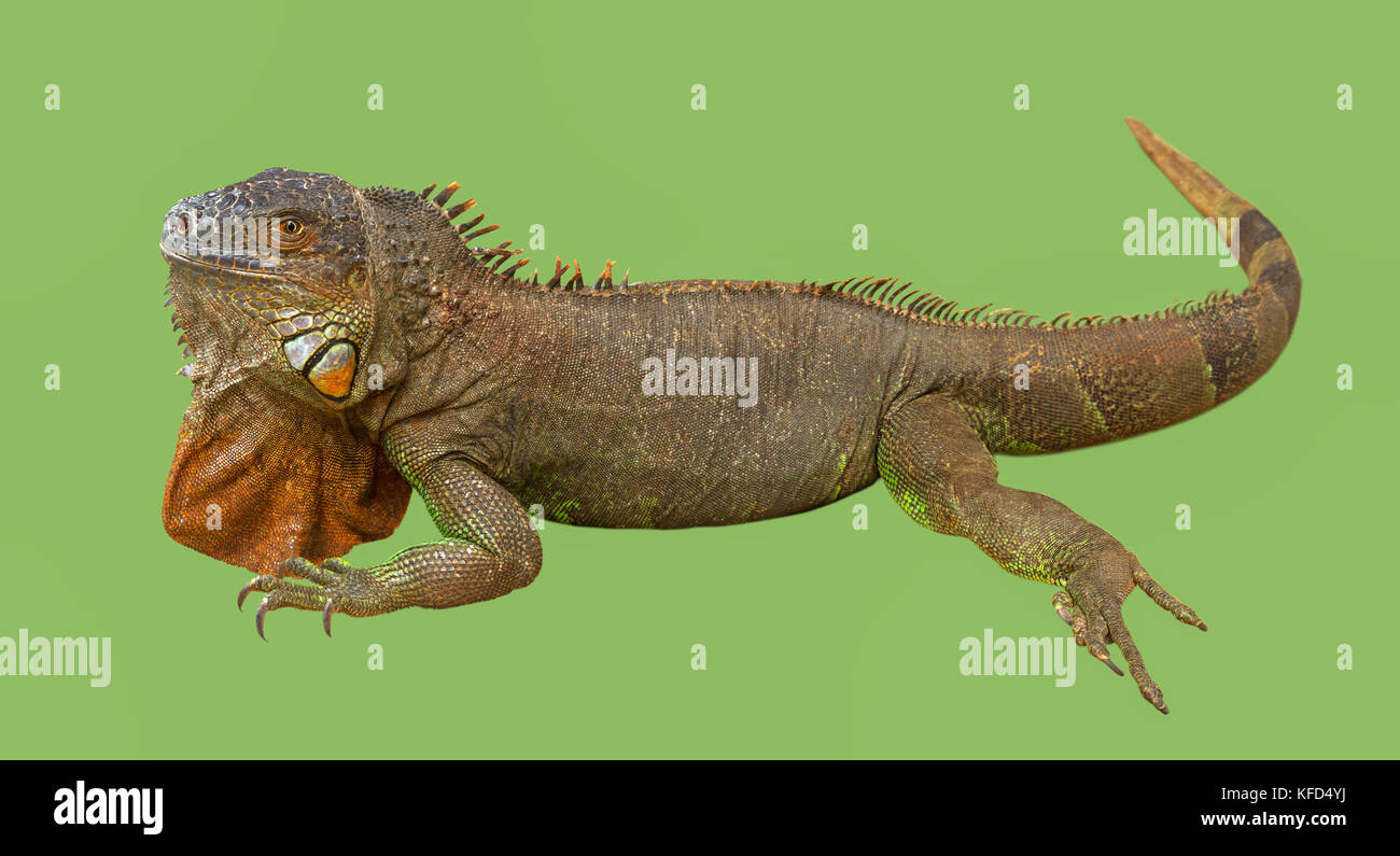 Brown varan isolated on a green surface Stock Photo - Alamy