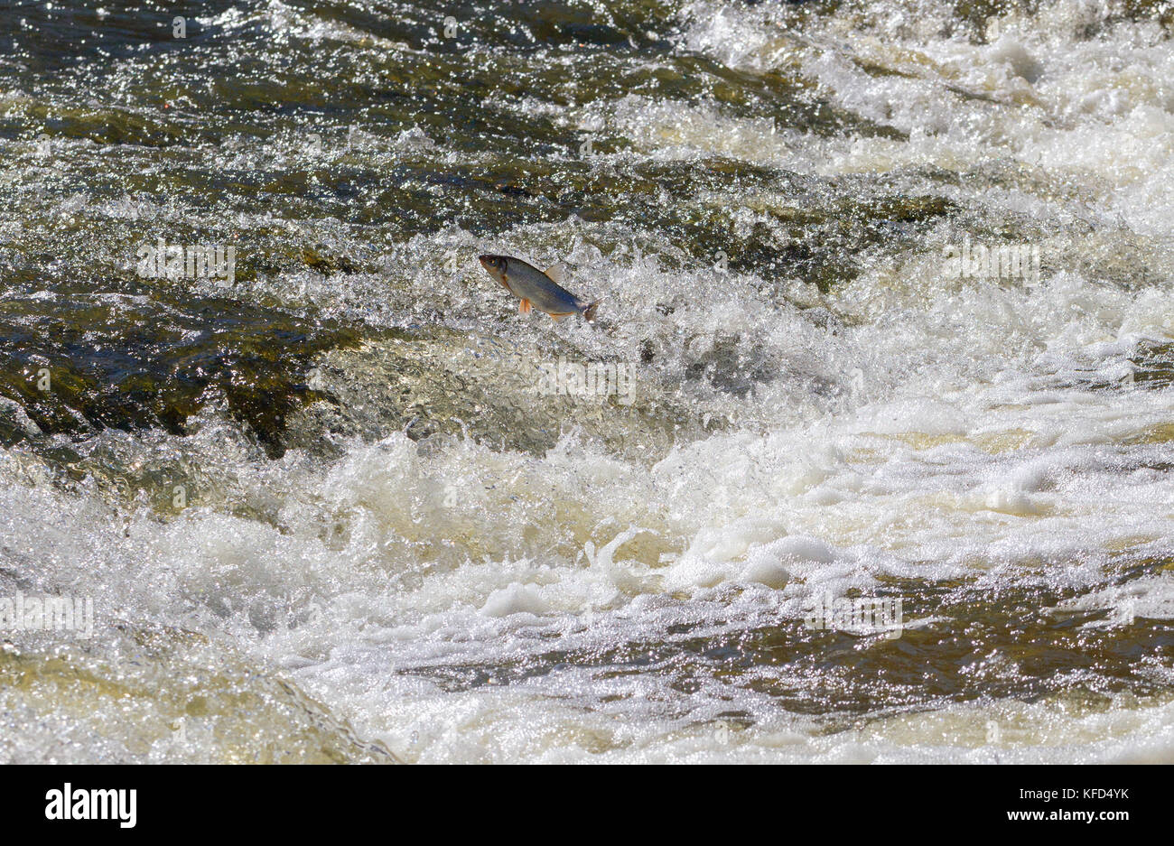 Fish jumping up in waterfall and going upstream for spawning Stock ...
