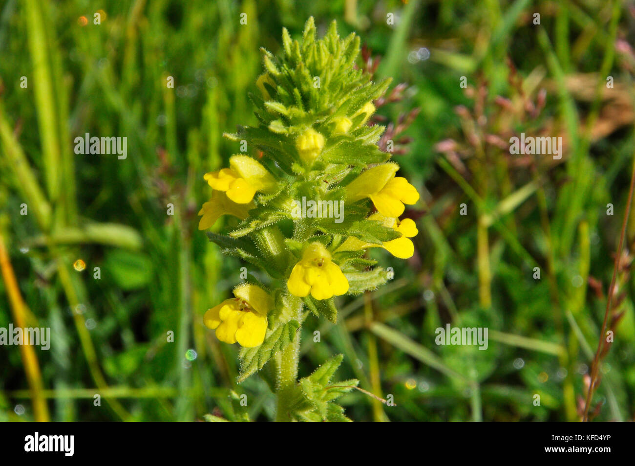 Yellow Bartsia "Parentucellia viscosa Short, Sticky haired, Yellow ...
