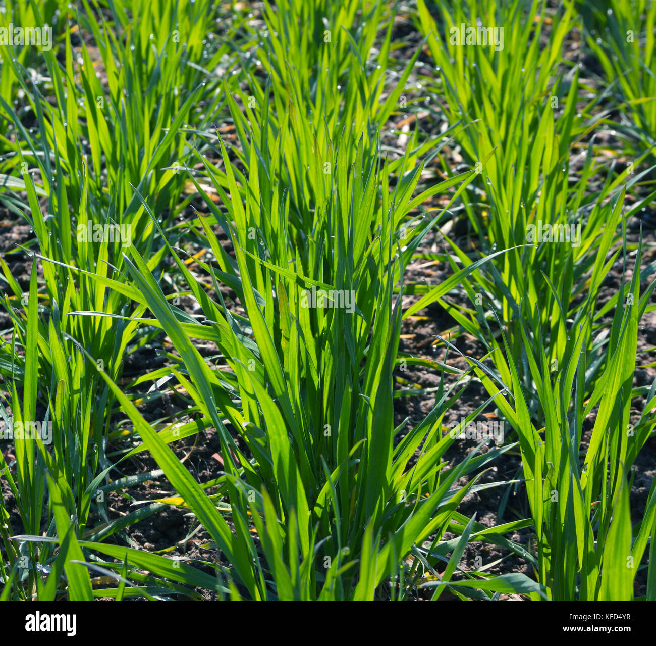 Beautiful spring field with fresh long green grass with dew Stock Photo ...