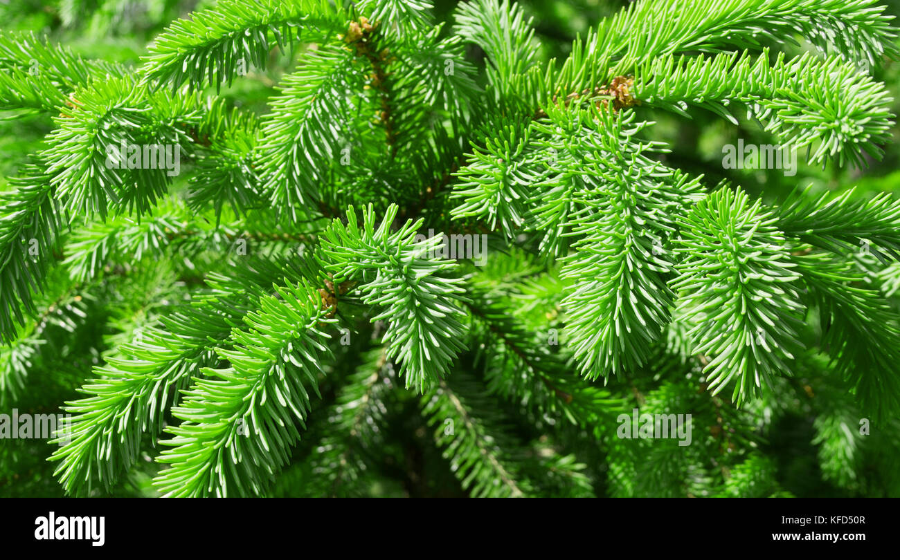 Growing fir-tree in a forest Stock Photo - Alamy