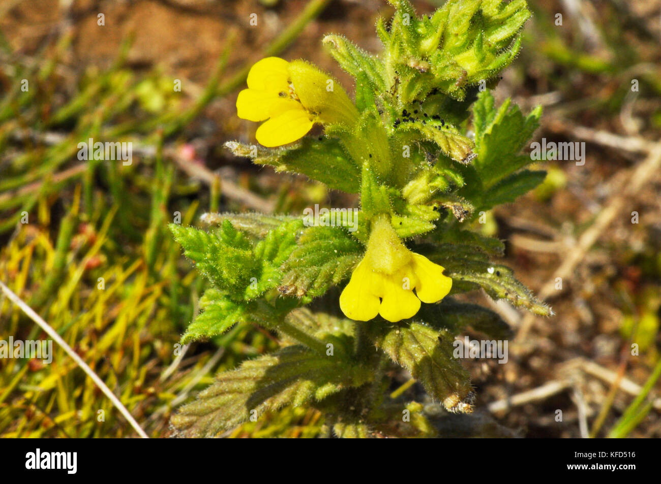 Yellow Bartsia "Parentucellia viscosa Short, Sticky haired, Yellow ...