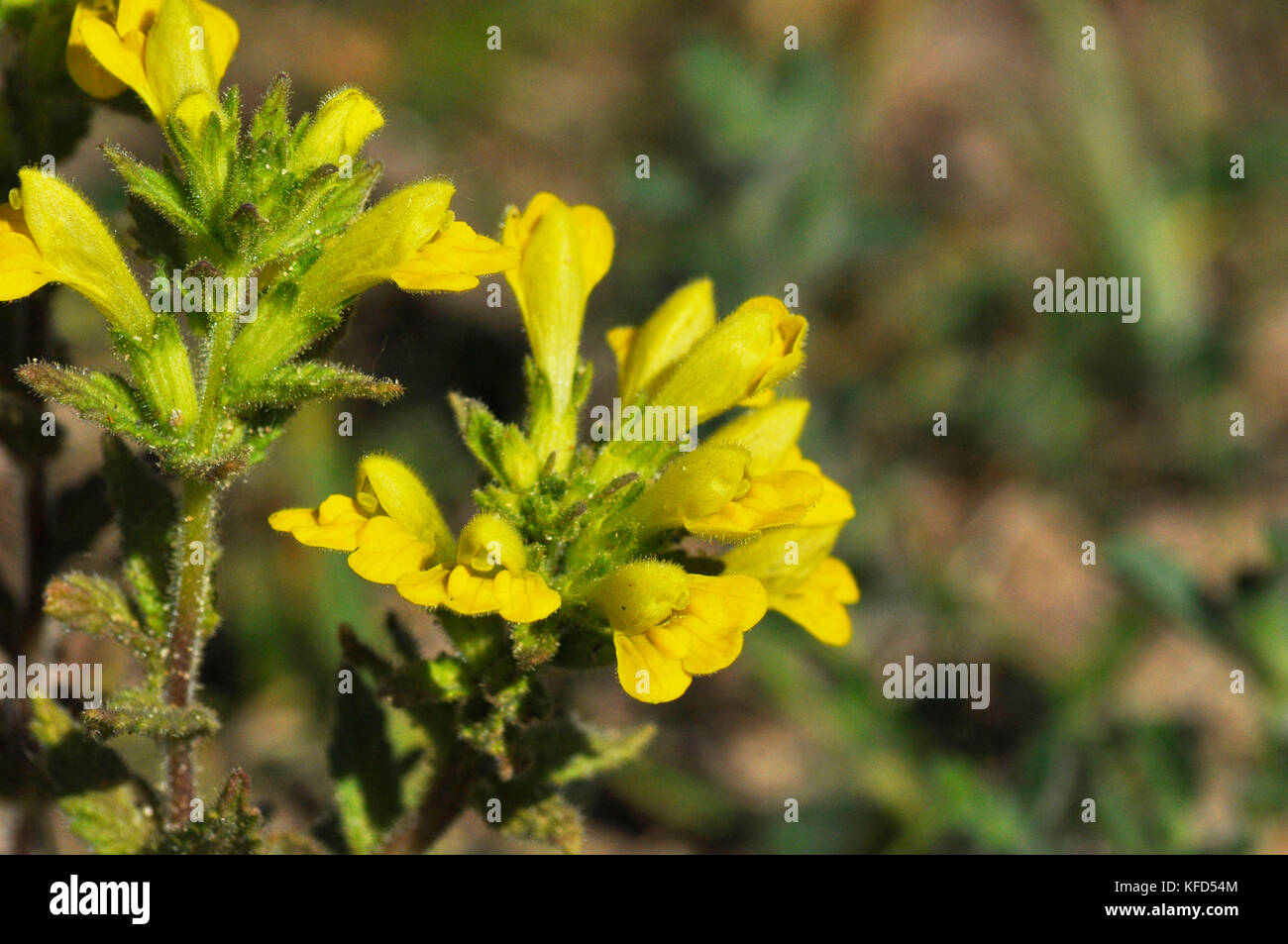 Yellow bartsia uk hi-res stock photography and images - Alamy