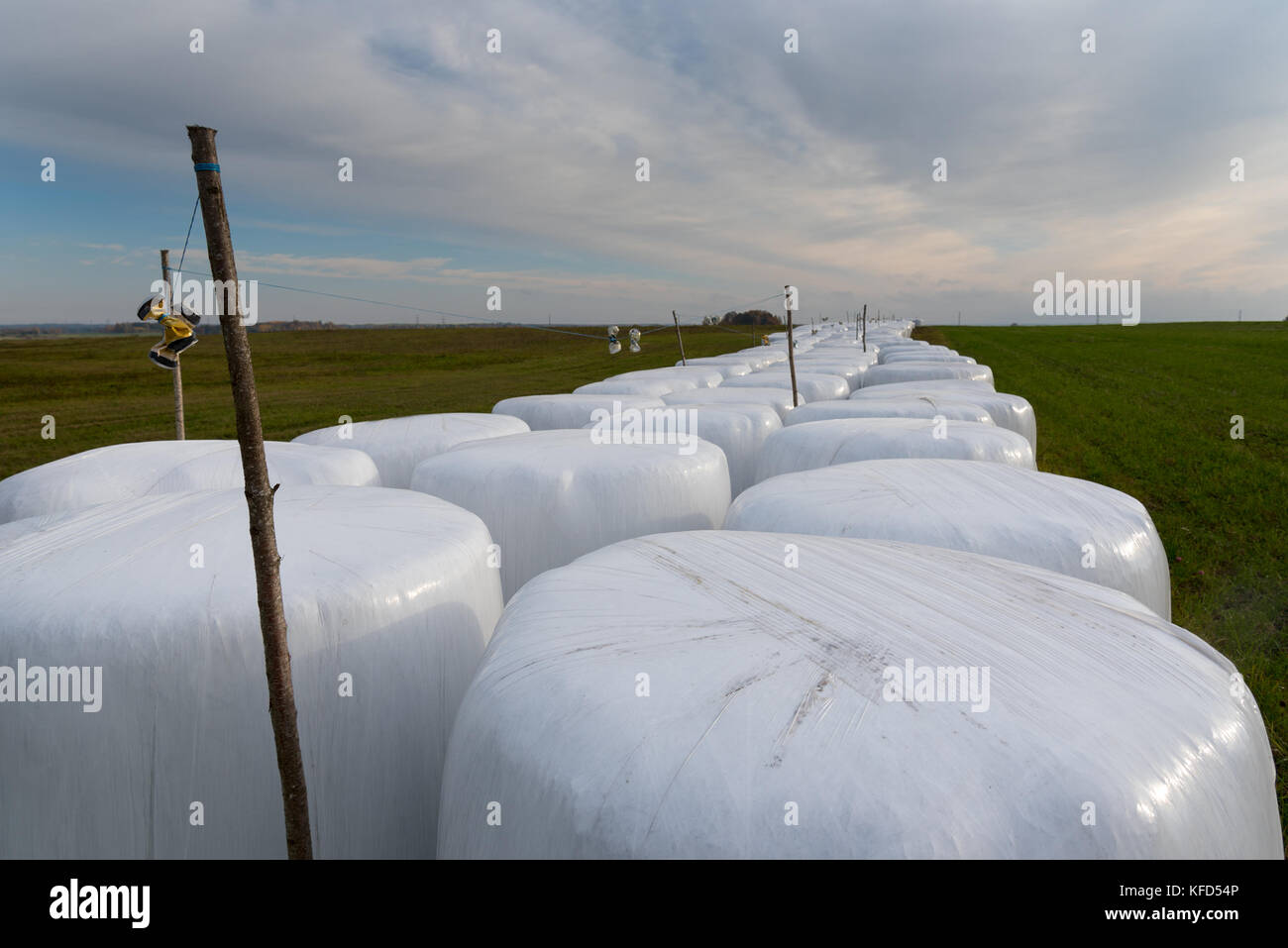 Silage rolls on field in autumn Stock Photo - Alamy