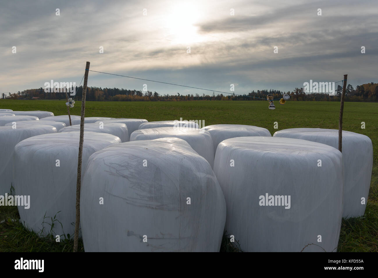 Mown silage field hi-res stock photography and images - Alamy